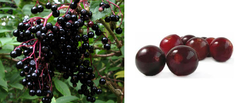 FoodNewsLatam - Estudio cinético de antocianinas en cáscara de Capulí