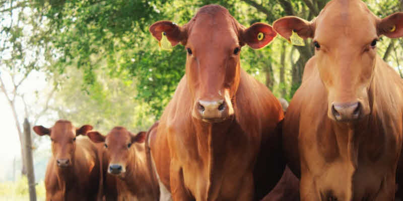 FoodNewsLatam - Raza criolla Hartón del Valle se presentó públicamente ...