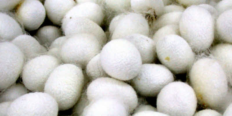 FoodNewsLatam - Fibroína de seda y sus aplicaciones en empaques ...