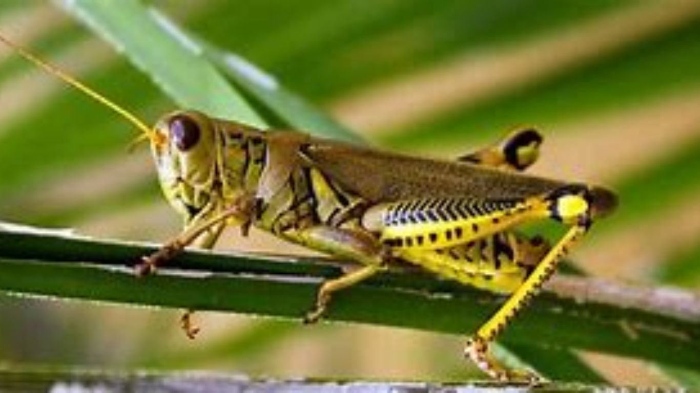 FoodNewsLatam - Desarrollan pizza y barra energética a base de "grillo ...